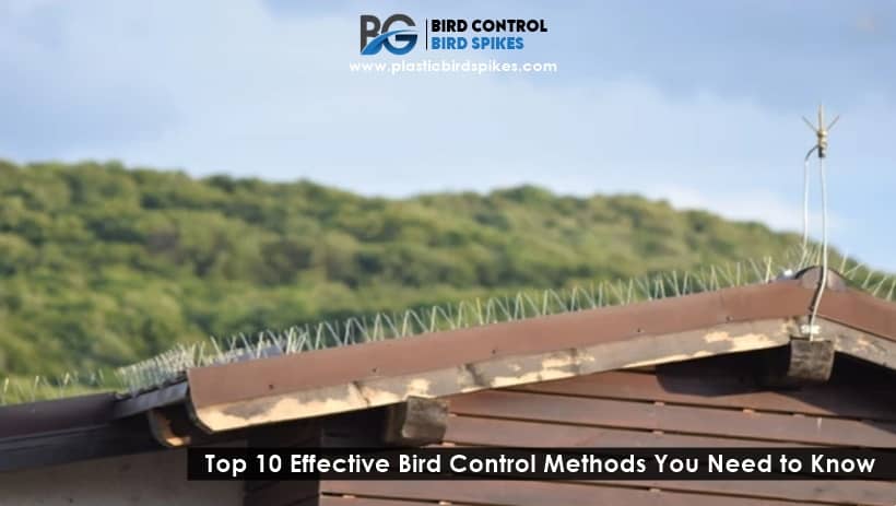 Top 10 Effective Bird Control Methods You Need to Know - Effective Bird ...